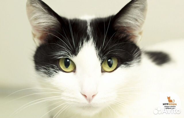 Котик в добрые руки из приюта - Пуся