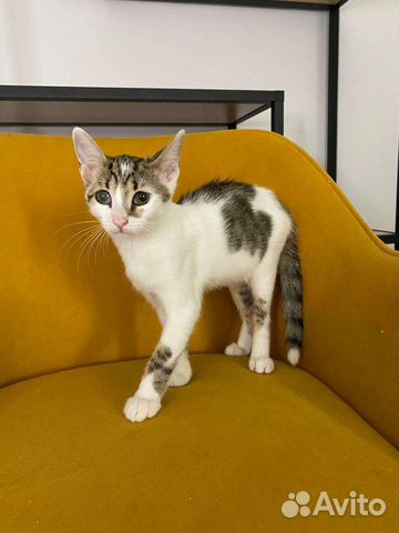 Очень ласковая котенок девочка Симона