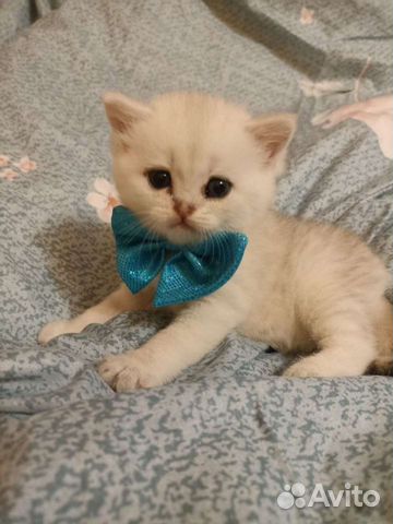 Шотландские котята