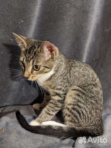Котенок