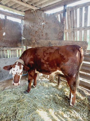 Тёлка 1год и месяц