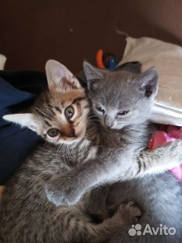 Котята от братской кошки. Папа двортерьер