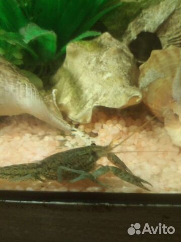 Мраморные раки