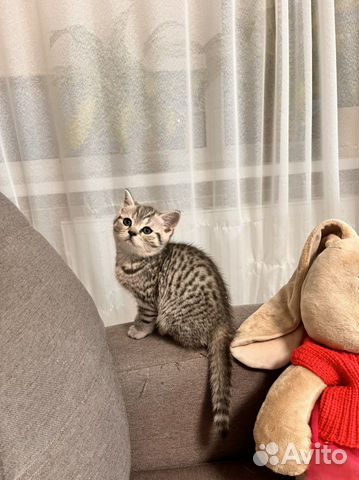 Шотландская кошечка