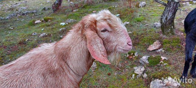 Англо нубийский козел