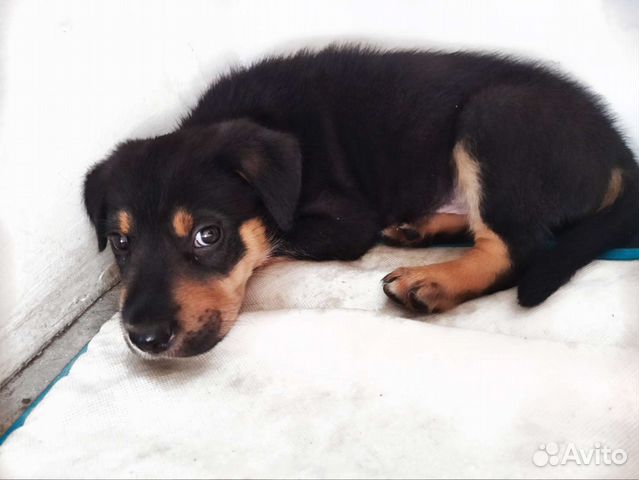 Ротвейлер щенки