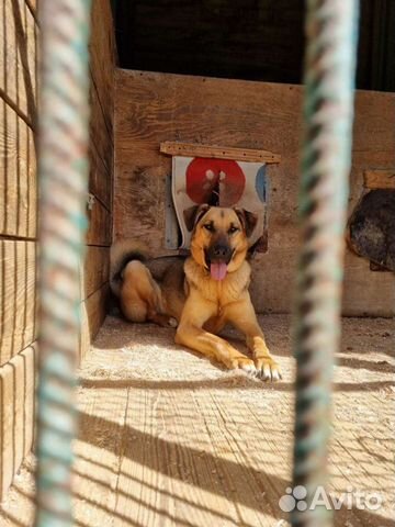 Собака грустит в приюте