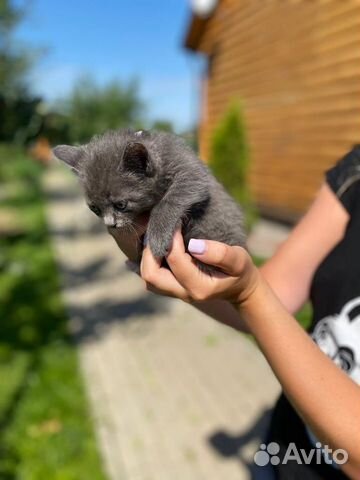 Котята
