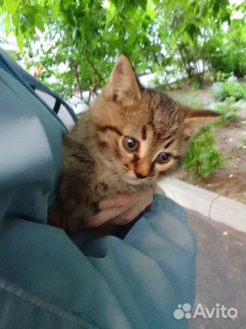 Маленький брошеный в переноске котенок ишет маму