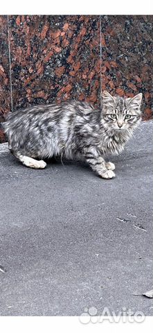 Котенок бездомыш