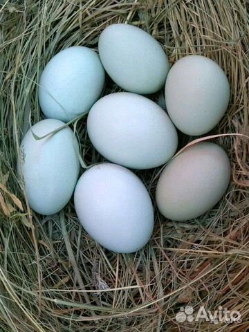 Инкубаторское яйцо