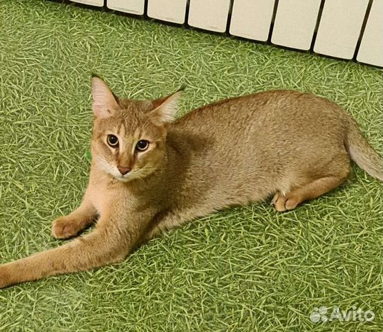 Абиссинская чаузи ф1