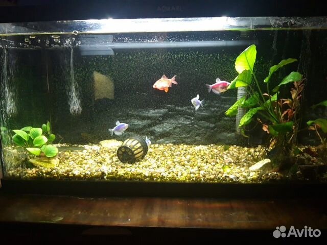 Аквариум с рыбками Aqueal 60л