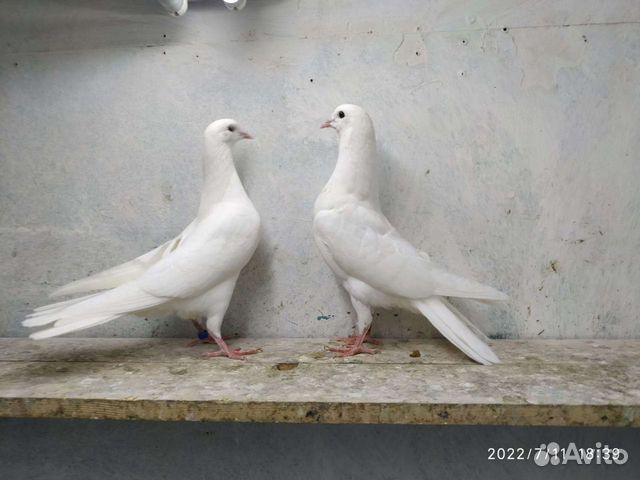 Голуби бакинские широкохвостые бойные