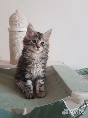 Котёнок Курильского бобтейла