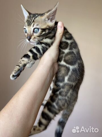 Бенгальская