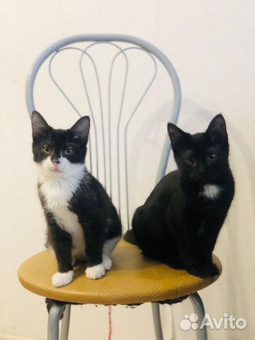 Котята в поисках семьи