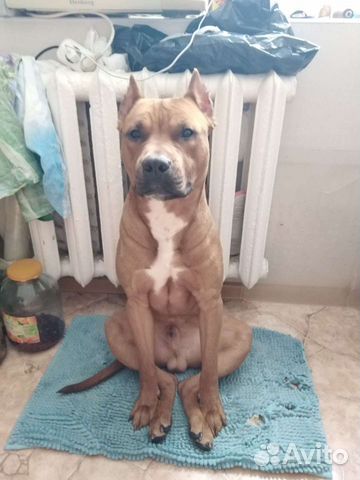 Стафорширский терьер. Вязка. Бесплатно