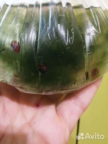 Водоросли мох пакетом