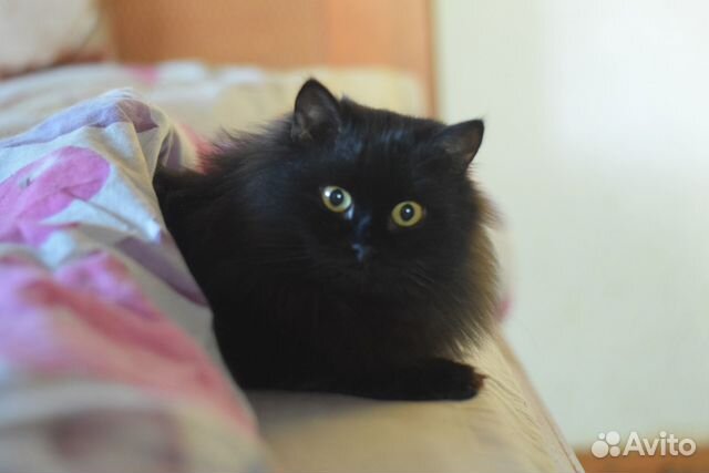 Волшебный котик