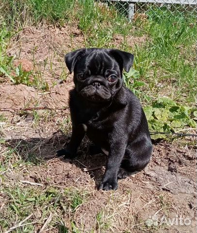 Щенки мопса