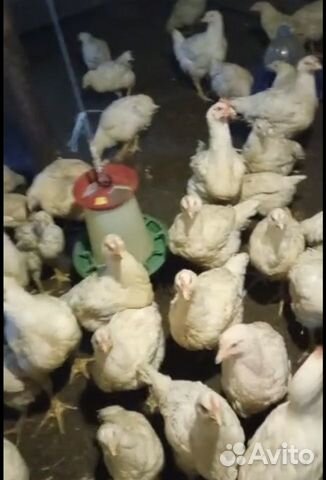 Цыплята бройлеры