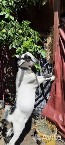 Козел альпиец