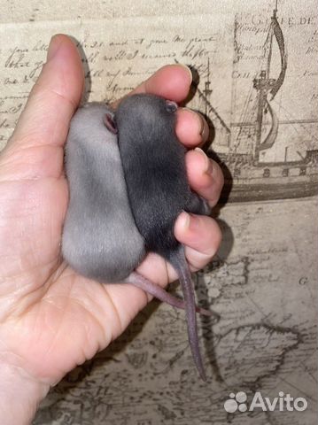 Голубые крысята Дамбо.крысы.доставка