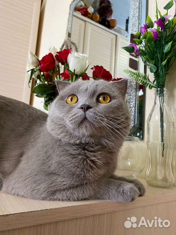 Британский кот на вязку