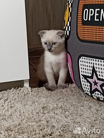 Отдам котенка в добрые руки