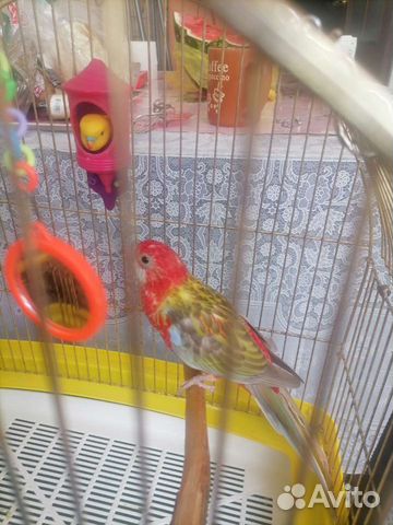 Попугай розелла