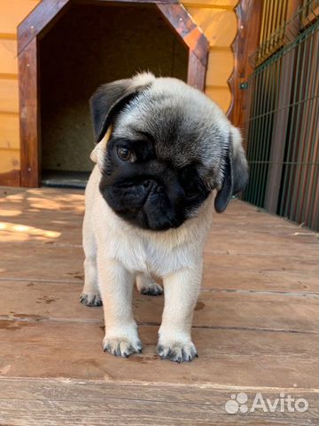 Щенки мопса