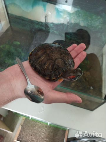 Продам черепах