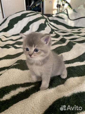 Британские котята шиншилла