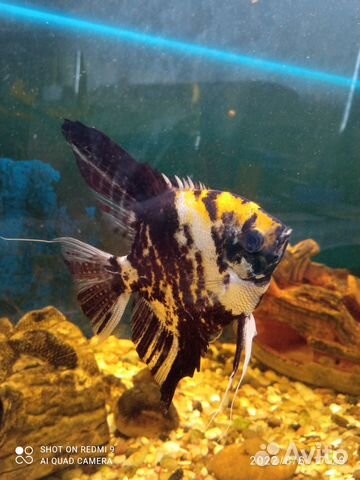 Аквариумные рыбки