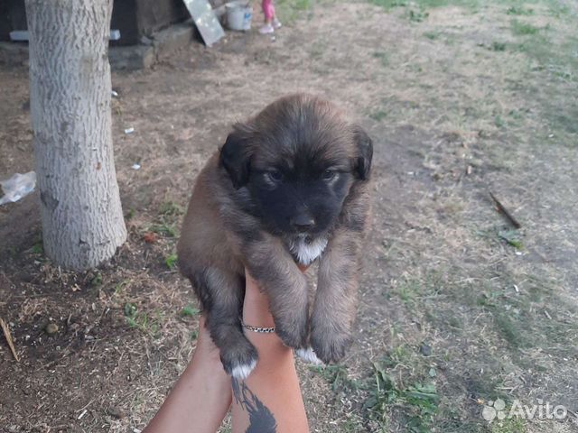 Щенки бесплатно