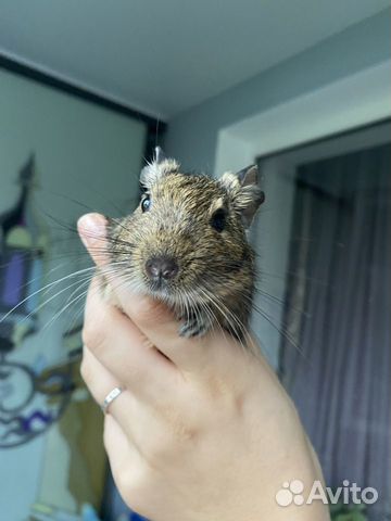 Белочка Дегу (отдадим в добрые руки)