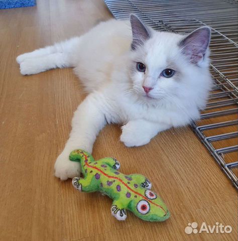Котенок породы рэгдолл