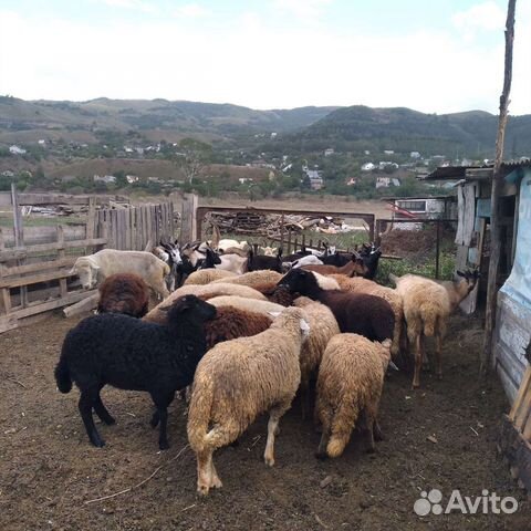 Овцы бараны ягнята козы