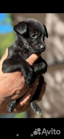 Щенок 1,5 мес девочка