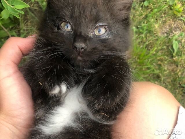 Котенок мальчик