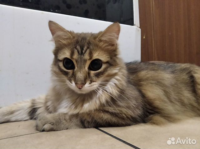 Котик ищет дом