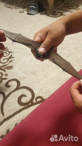 Летучая мышь животное