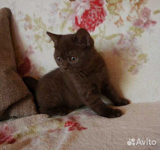 Шоколадная девочка-конфетка