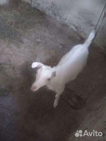 Козлёнок и козочка