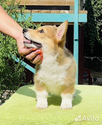 Вельш-корги пемброк