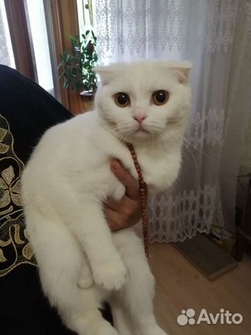 Шотландская вислоухая кошка бесплатно