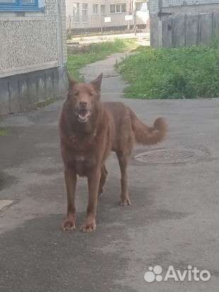 Шоколадный пёс остался на улице