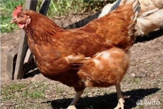 Куры несушки Ломан браун Кубанские Хайсек