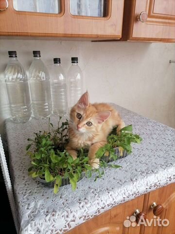 Кошки в добрые руки бесплатно